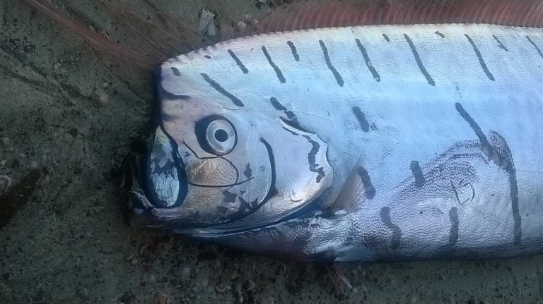 Meet the World's Longest Bony Fish That Inspired Doomsday Myths - A-Z ...