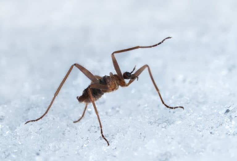 Chigger Animal Facts - Trombiculidae - A-Z Animals