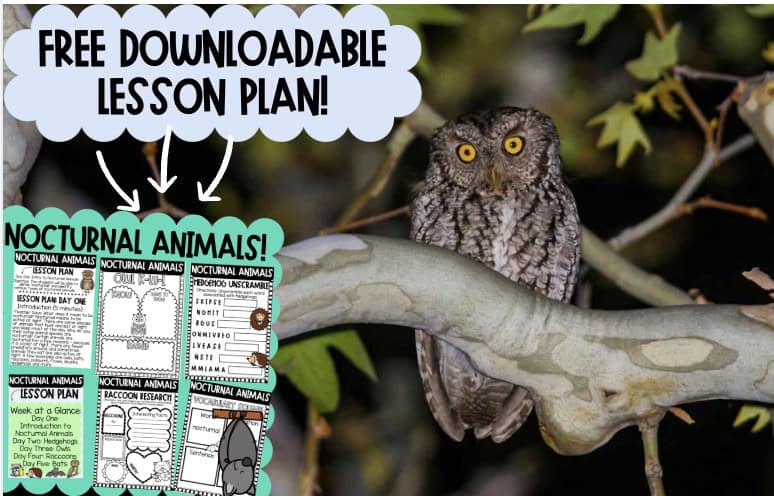 After Dark Adventures: A Nocturnal Animals Unit Plan for Kids - A-Z Animals