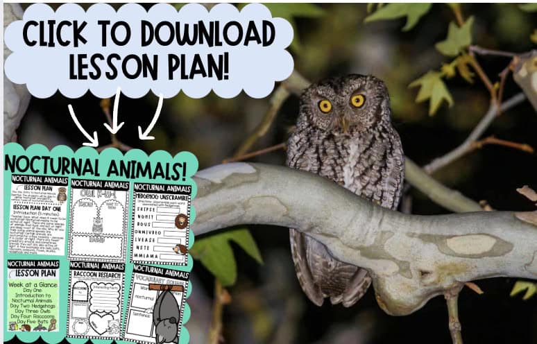 After Dark Adventures: A Nocturnal Animals Unit Plan for Kids - A-Z Animals