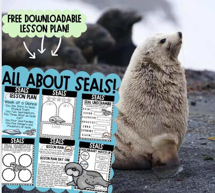 Teach Kids All About Seals With 5 Days of Lessons and Activities - A-Z ...