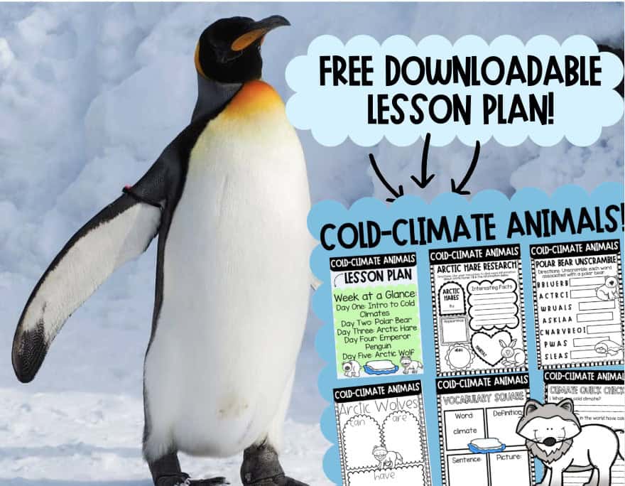 Exploring Arctic Animals: A Unit on Survival, Warmth, and Adaptation ...