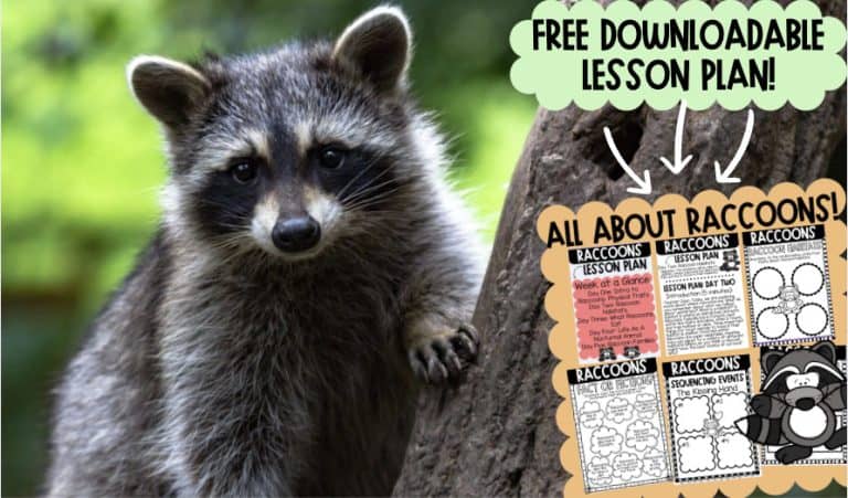 Free Feline Fun for Kids: A Cats Unit Plan for Kids - A-Z Animals