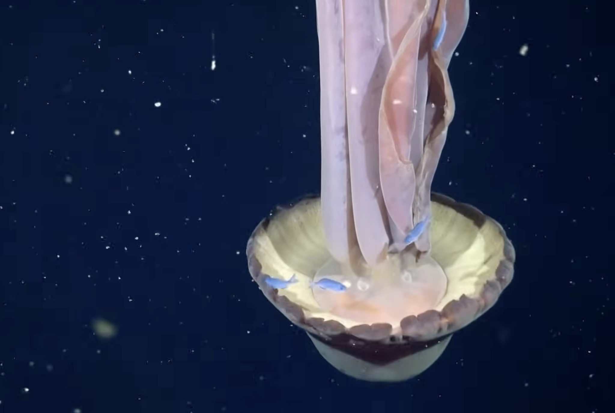 A Mysterious Giant Phantom Jellyfish Appears in Rare Deep Sea Encounter ...