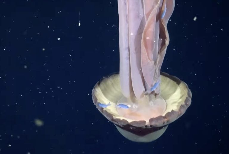 Meet the Coffinfish, the Deep-Ocean “Sea Toad” That Walks Instead of ...