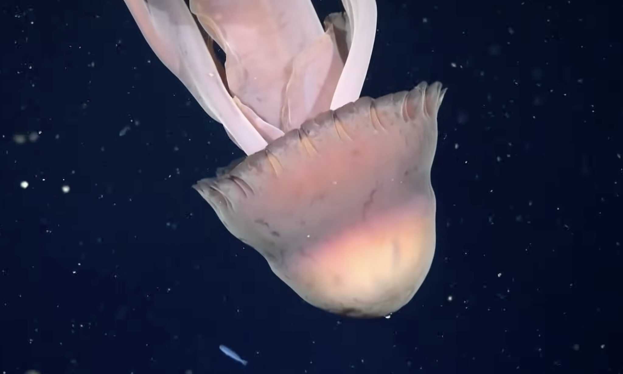 A Mysterious Giant Phantom Jellyfish Appears in Rare Deep Sea Encounter ...