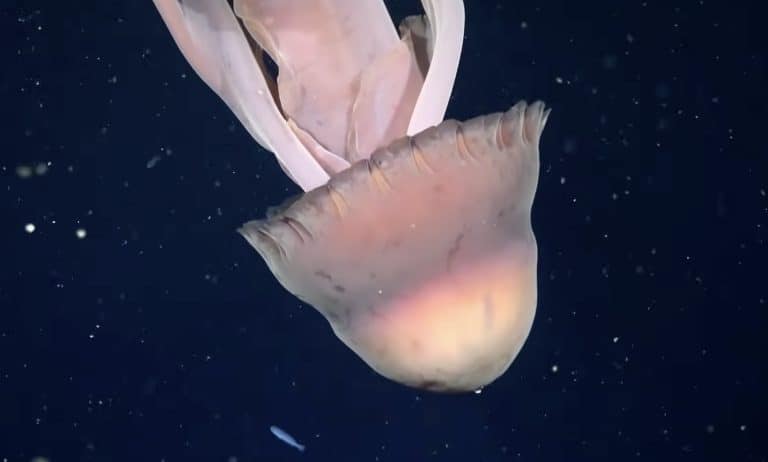 A Mysterious Giant Phantom Jellyfish Appears in Rare Deep Sea Encounter ...