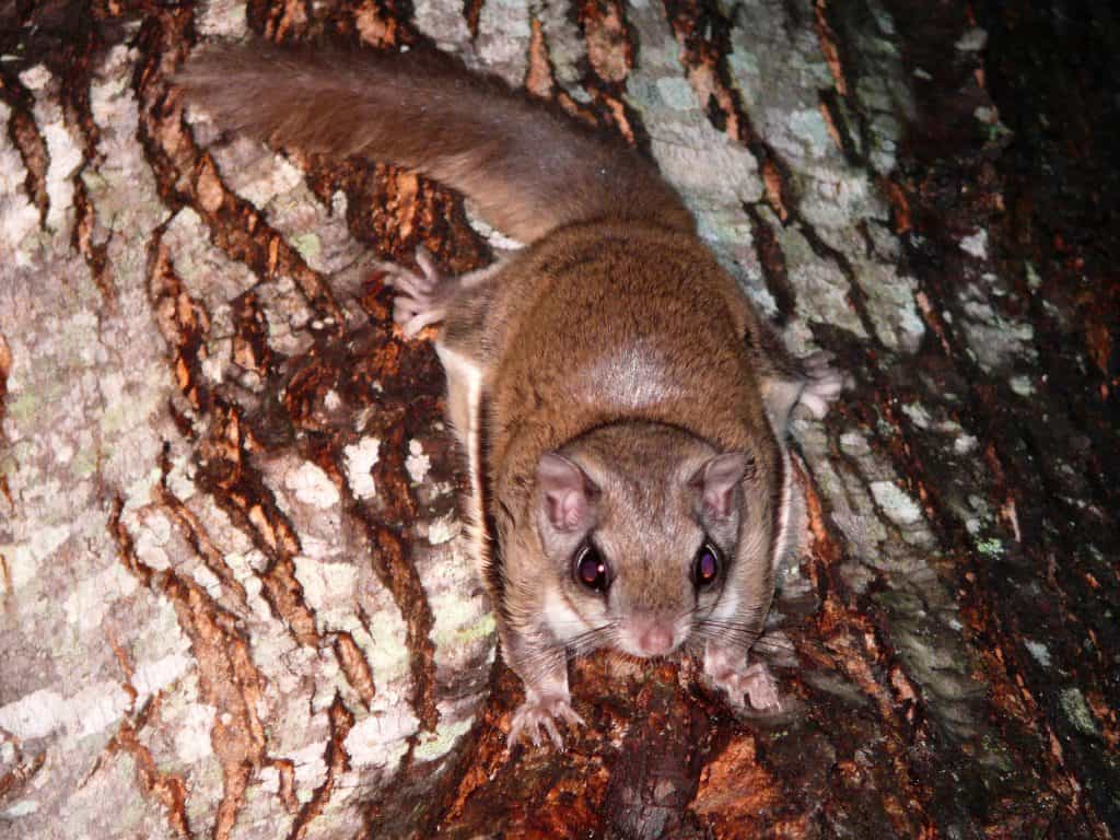 Watch as This Baby Flying Squirrel Takes Flight for the First Time - A ...