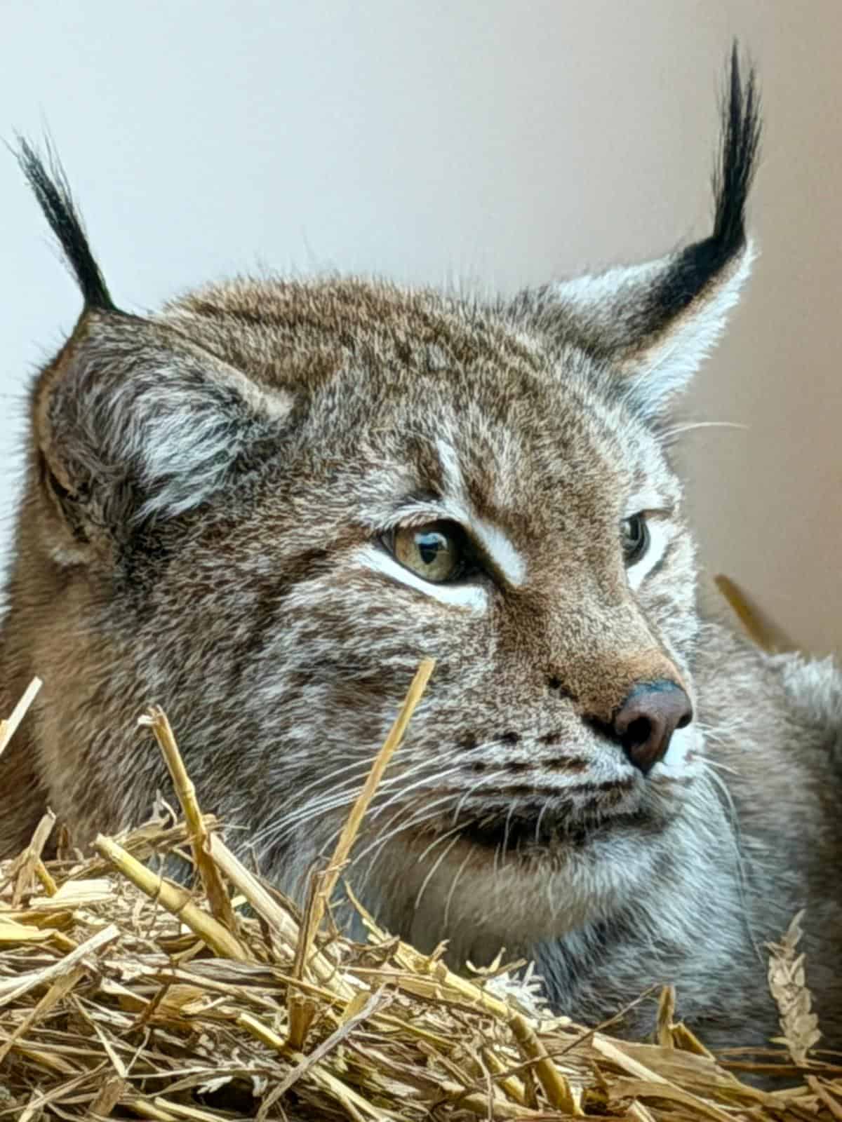 Host - A-Z Animals