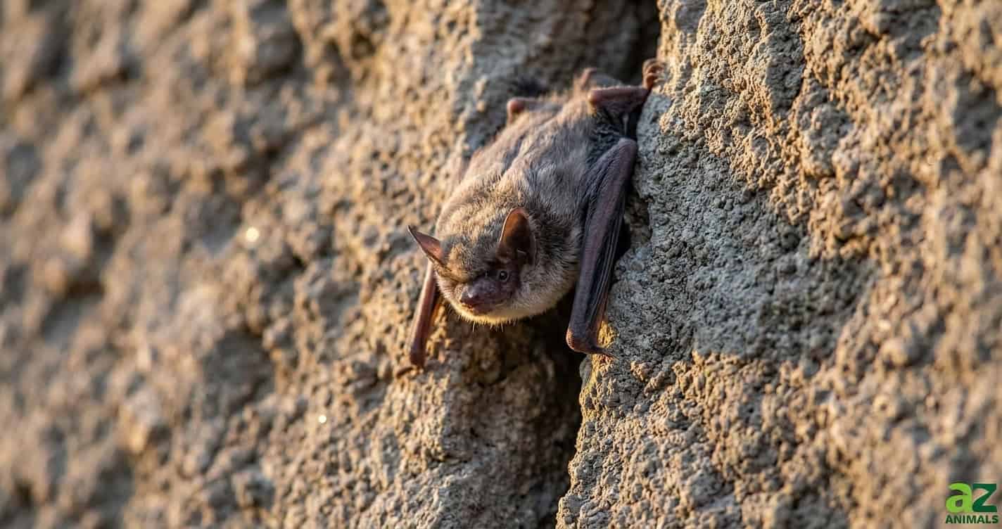 Why Engineers Built a 25-Foot ‘Bat Wall’ Along I-40 in North Carolina ...