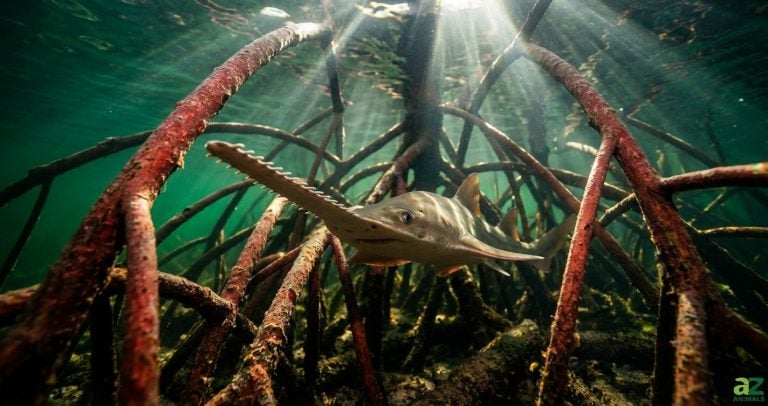 One of the World’s Rarest Fish Is Making a Comeback in a Historic ...