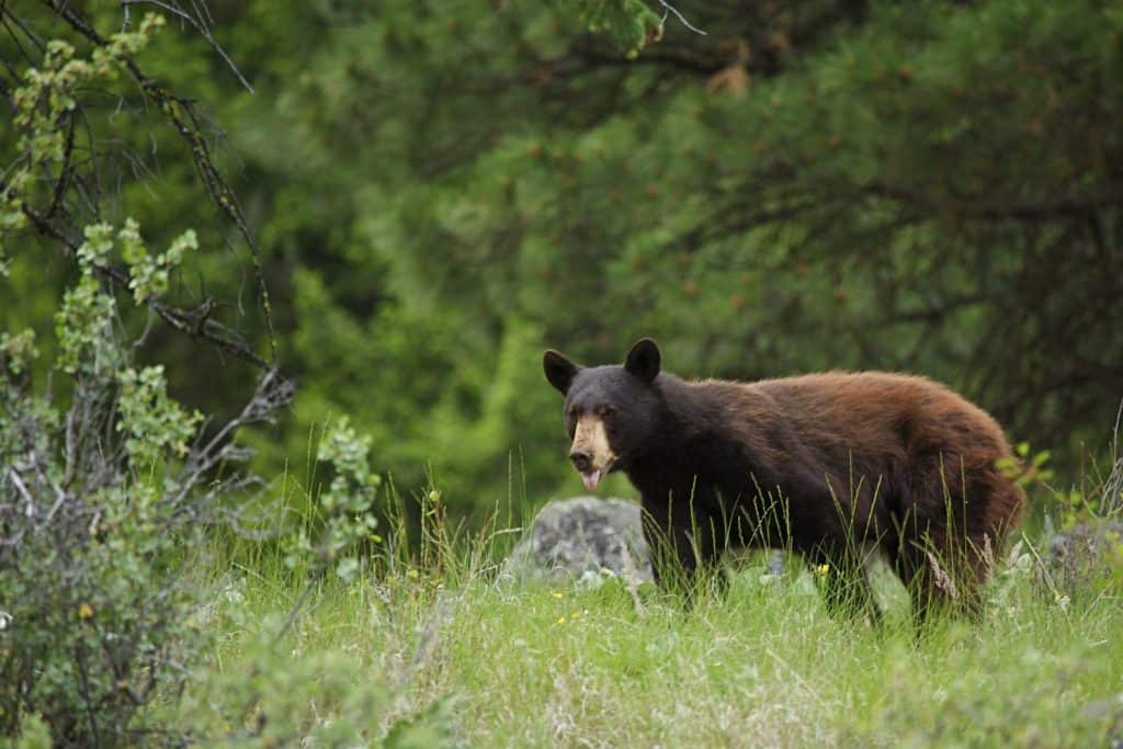 A Bear Charged a Hiker on a California Trail. The Real Lesson Isn’t “Be ...