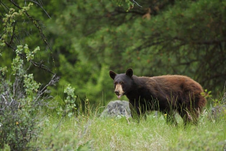 A Bear Charged a Hiker on a California Trail. The Real Lesson Isn’t “Be ...