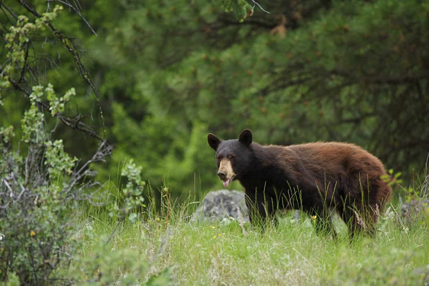 A Bear Charged a Hiker on a California Trail. The Real Lesson Isn’t “Be ...