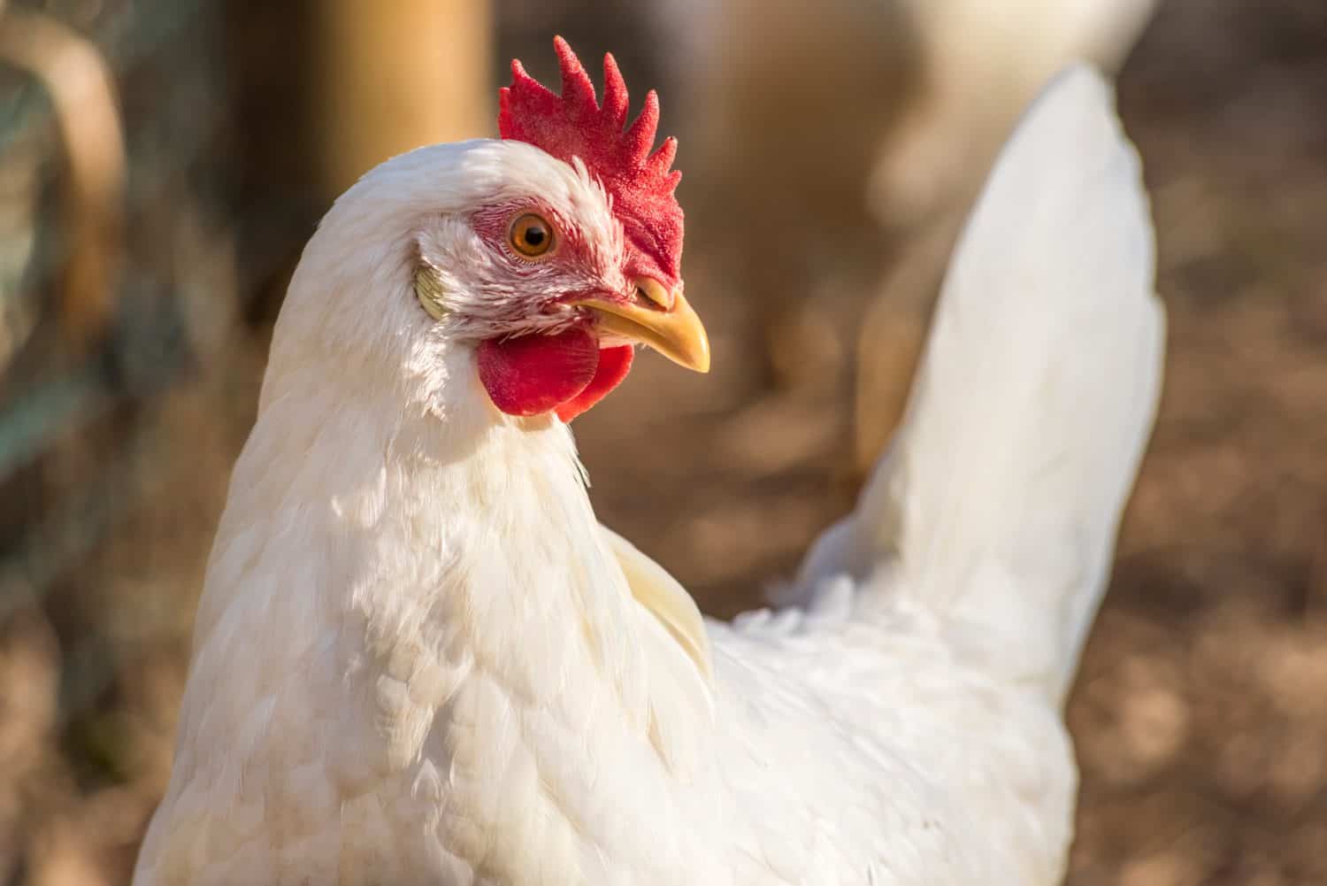 Leghorn Chicken Animal Pictures | A-Z Animals