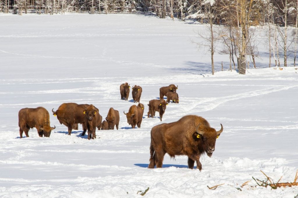 Why Animals Seem Fine Until They Suddenly Vanish From Fragmented ...