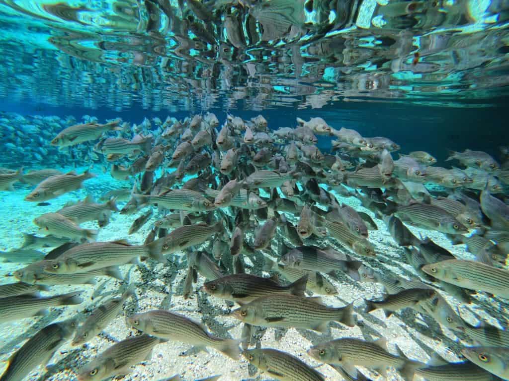 Stripers Are on the Move: Why March Signals the Start of Striped Bass ...