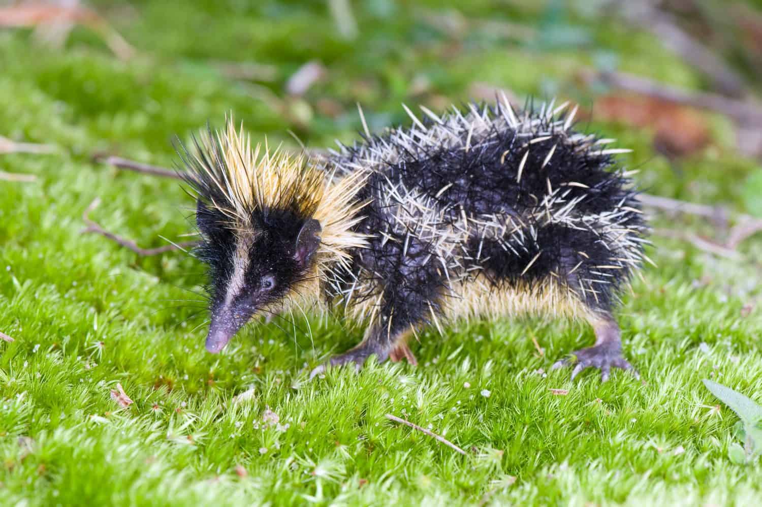 Mole Animal Facts - Talpidae - A-Z Animals