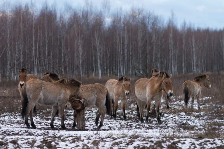 The Chernobyl Miracle: How Mutant Wolves Developed a Biological Shield ...