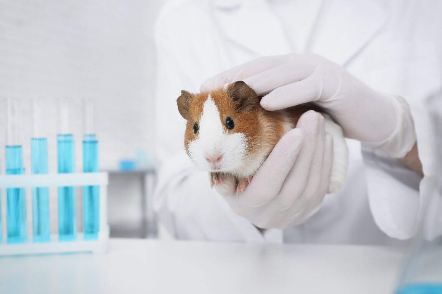 The Ethics and Reality of Animal Testing in Modern Medicine - A-Z Animals