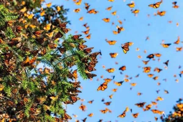 How Monarch Butterflies Complete a 3,000-Mile Journey Across Multiple ...