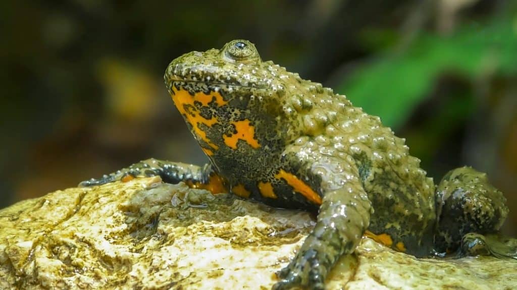 The Amphibian Apocalypse: How a Deadly Fungus Quietly Wiped Out 90 ...