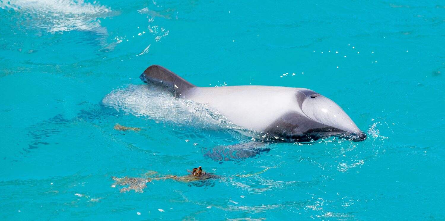 The Māui Dolphin Fighting Extinction One Discovery at a Time - A-Z Animals