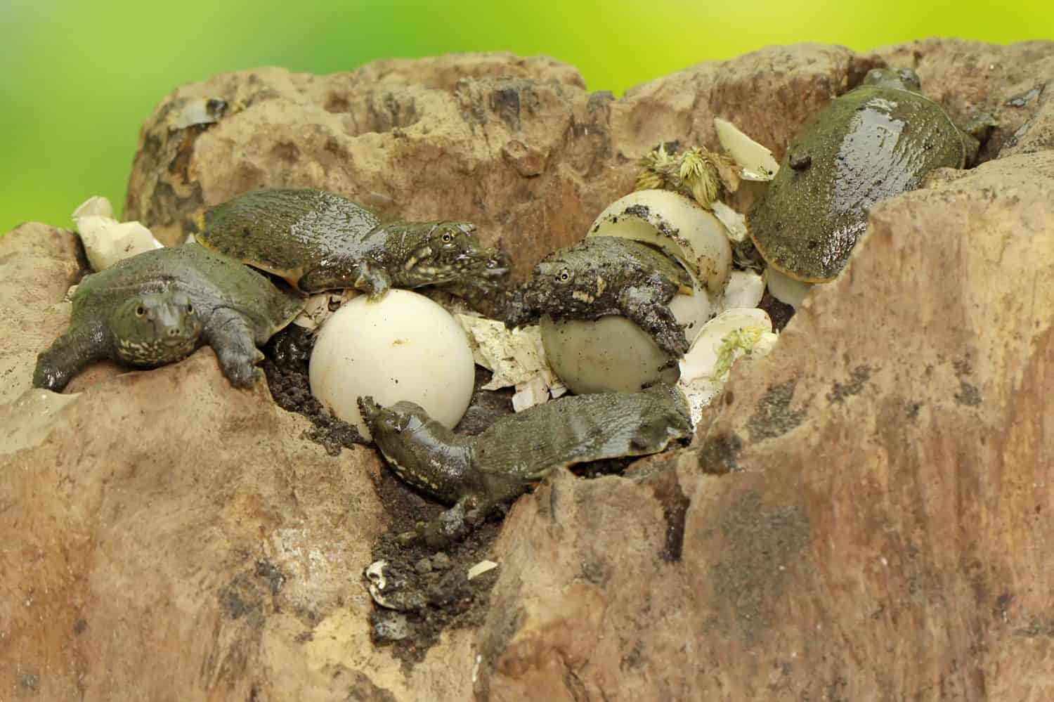 April Is Prime Time for Turtle Basking—Here’s What They’re Really Up To ...