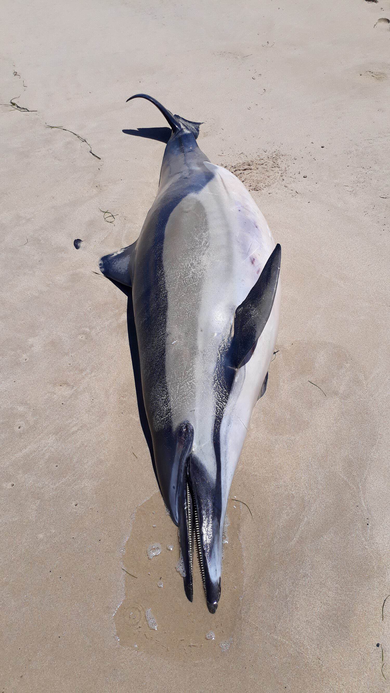 The Māui Dolphin Fighting Extinction One Discovery at a Time - A-Z Animals