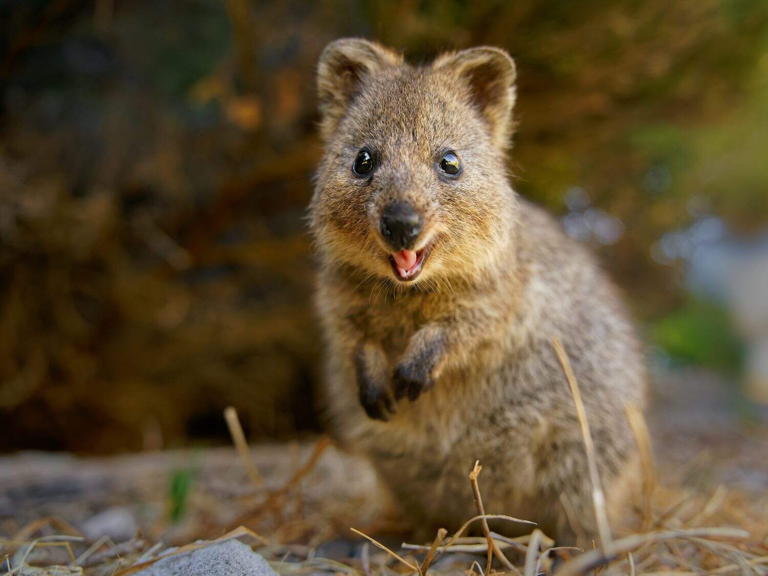 Sloths, Capybaras, and Quokkas: Why Certain Animals Become Kid ...