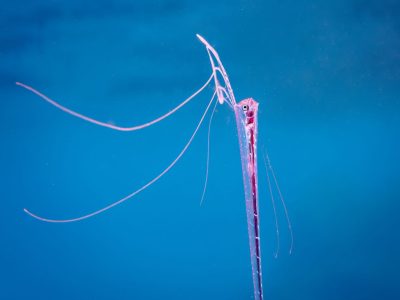 Meet the World's Longest Bony Fish That Inspired Doomsday Myths - A-Z ...