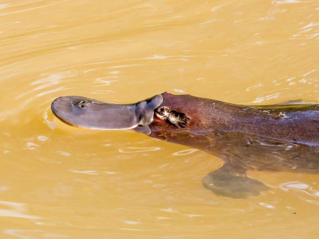 The Platypus: One of the Weirdest Animals on Earth - A-Z Animals