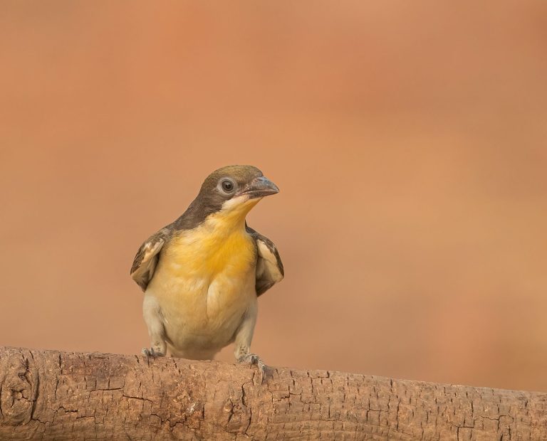 The Ancient Honey Hunting Tradition That Depends on a Wild Bird - A-Z ...