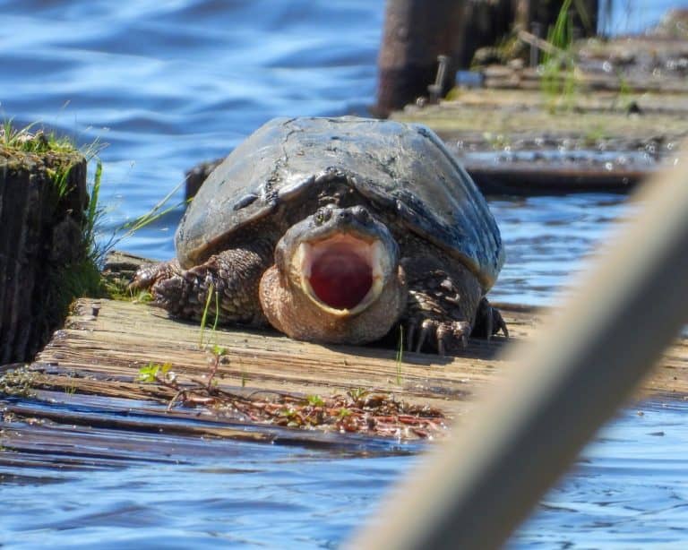 The 10 Most Dangerous Animals in Ohio's Lakes and Rivers