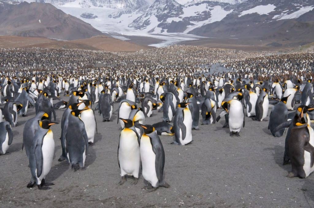 Why King Penguins Are One of the Rare Climate “Winners” ... For Now - A ...