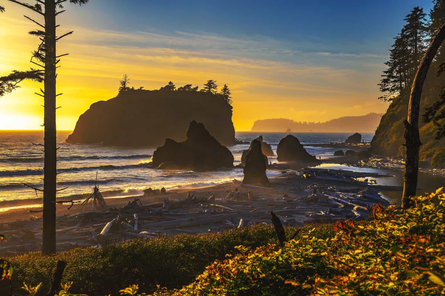 The Washington State Bear Hotspots Outdoor Lovers Should Know About - A ...