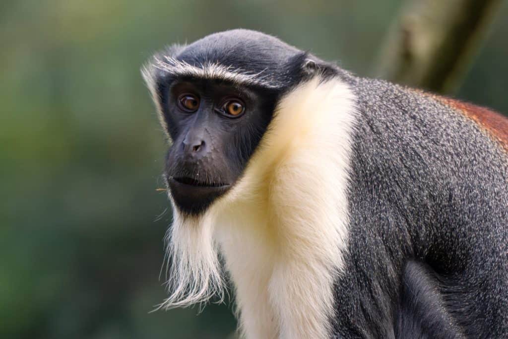 First-Ever Surgery Saves Rare Monkey’s Foot and Leads to Surprise Birth ...