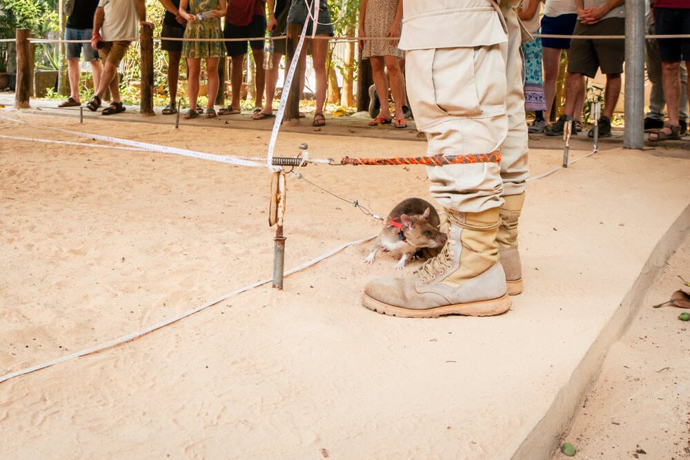 Rat Hailed as a Hero After Helping Clear Landmines - A-Z Animals