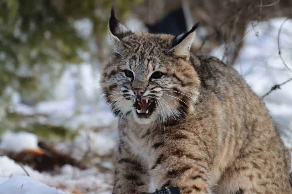 A Bobcat and a Squirrel Play a Game of Cat and Mouse - A-Z Animals