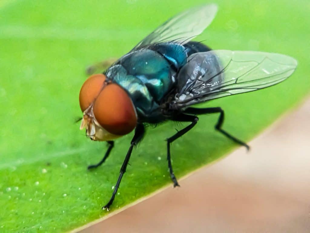 The Fly Introduced to Save Fiji's Coconuts Caused an Extinction - A-Z ...