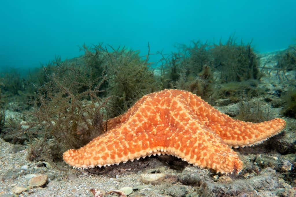Marine Animal or Kardashian? This Starfish’s Backside Is Turning Heads ...