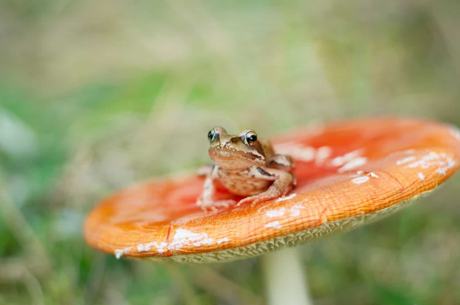Nature's Odd Couple: The Curious Case of the Frog and the Tarantula - A ...