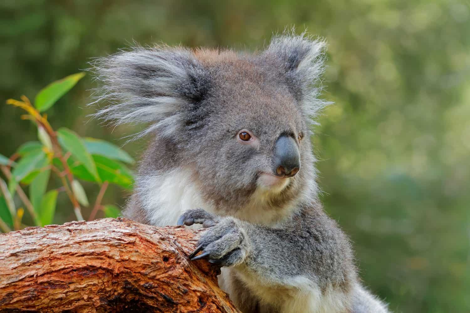 Why Animals Seem Fine Until They Suddenly Vanish From Fragmented ...