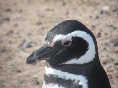 Why Dindim the Penguin Kept Returning to the Man Who Saved Him - A-Z ...