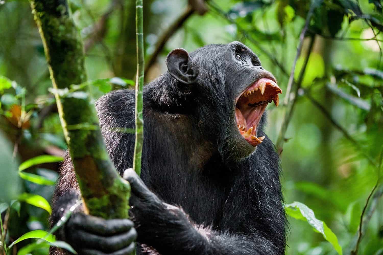 Do Animals Cry Like Humans? These 3 Come Closest - A-Z Animals