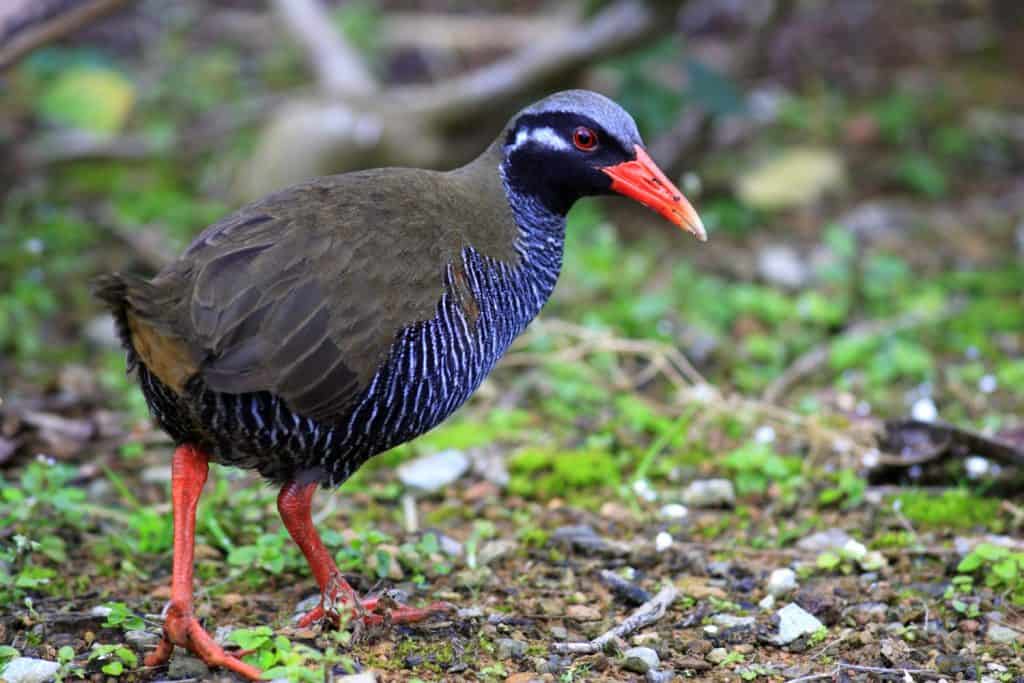 Scientists Just Discovered Japan’s First New Bird Species in Over 40 ...