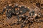 Nature's Odd Couple: The Curious Case of the Frog and the Tarantula - A ...