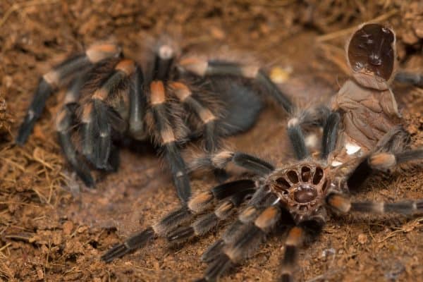 Nature's Odd Couple: The Curious Case of the Frog and the Tarantula - A ...