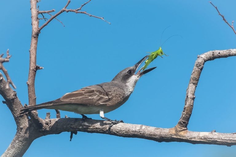 Wildlife in Lebanon - Types of Lebanese Animals - A-Z Animals
