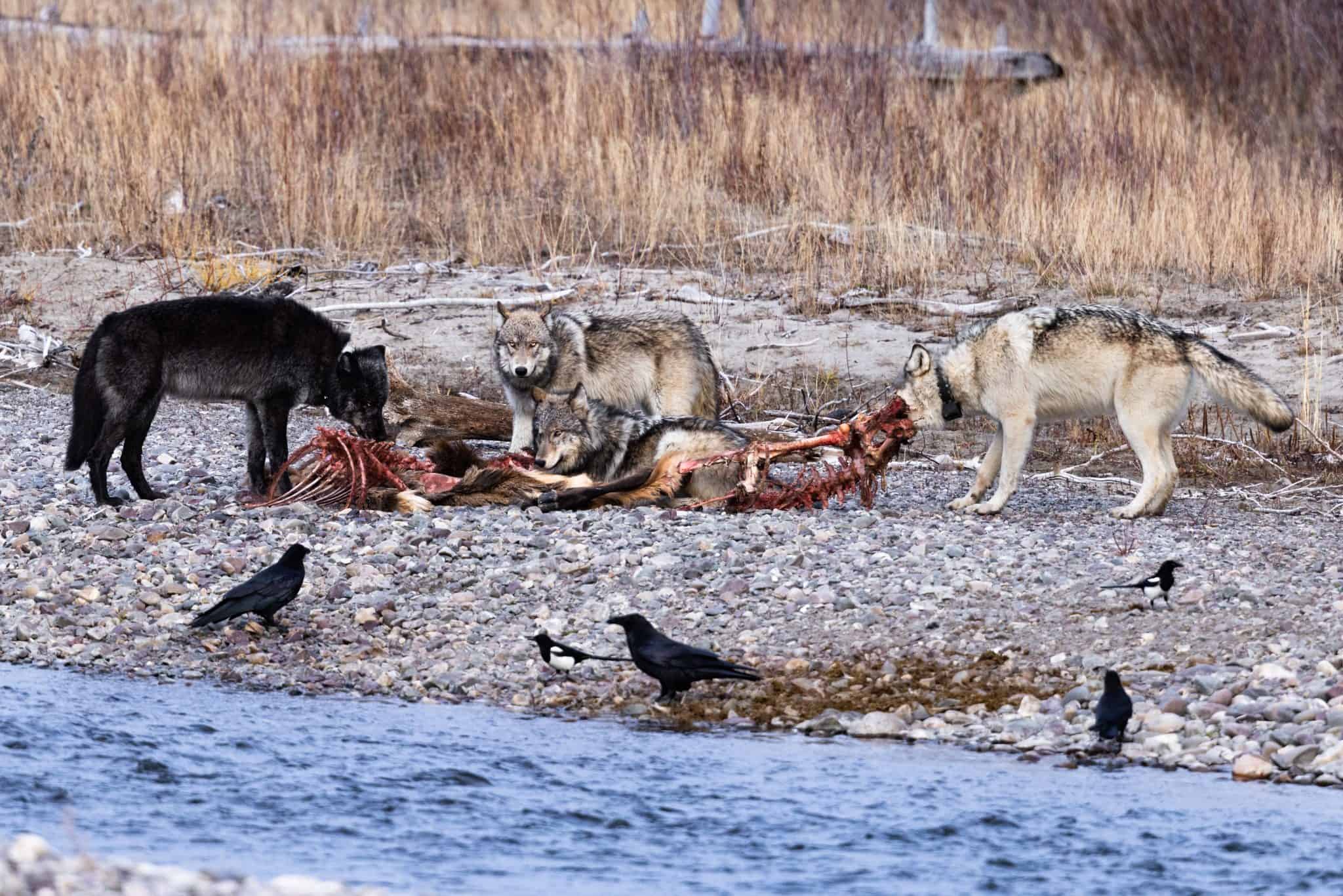 Watch a Wild Pack of Wolves Chase a Grizzly Bear Up a Tree in ...